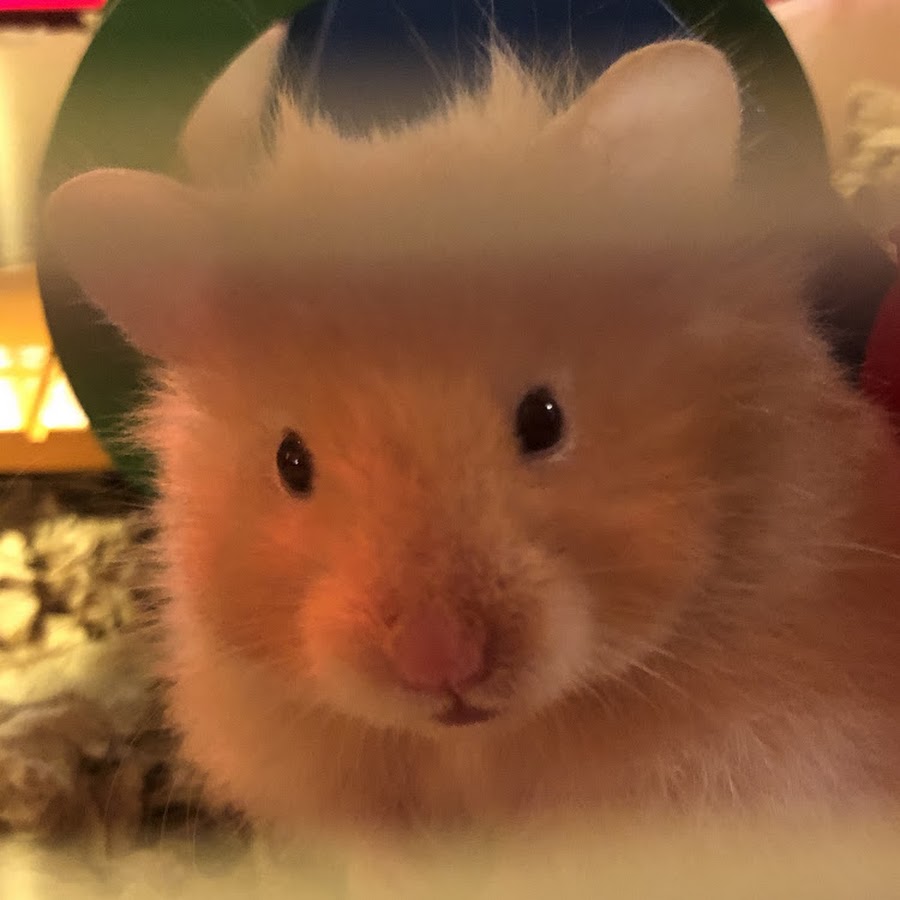 Ginger The Syrian Hamster - YouTube