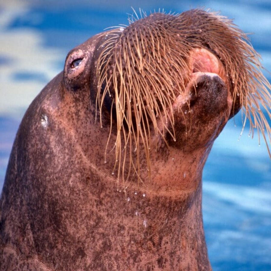 Морж Tv - YouTube