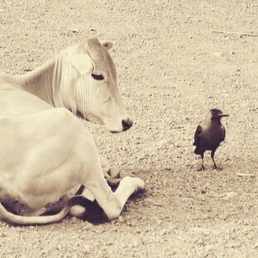 Cow & Crow - YouTube