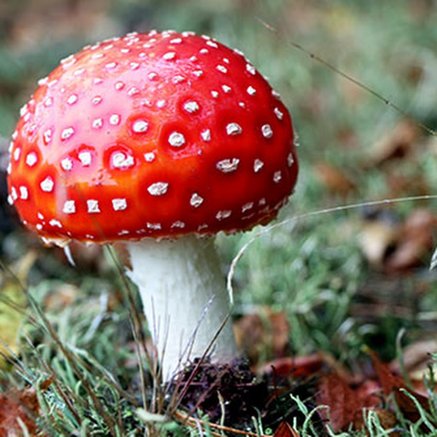 Toad on a Mushroom - YouTube