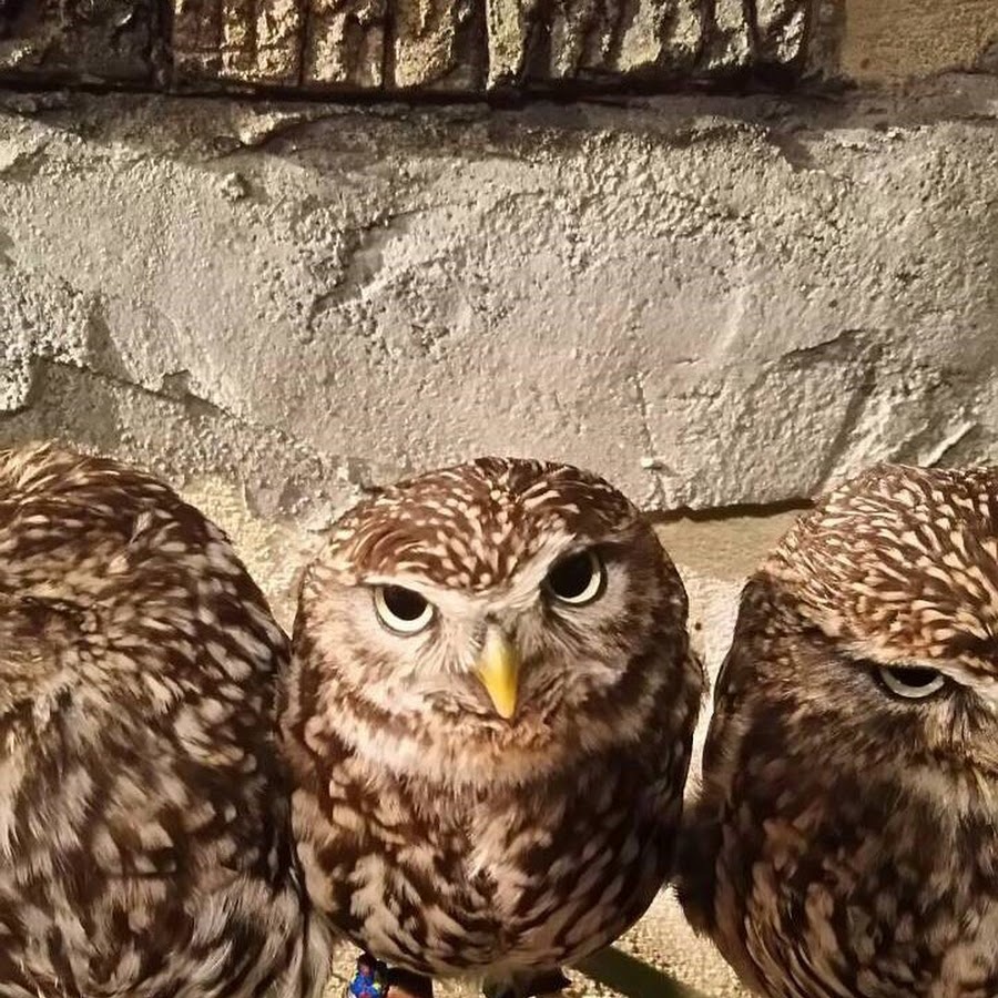 tyke myson - YouTube