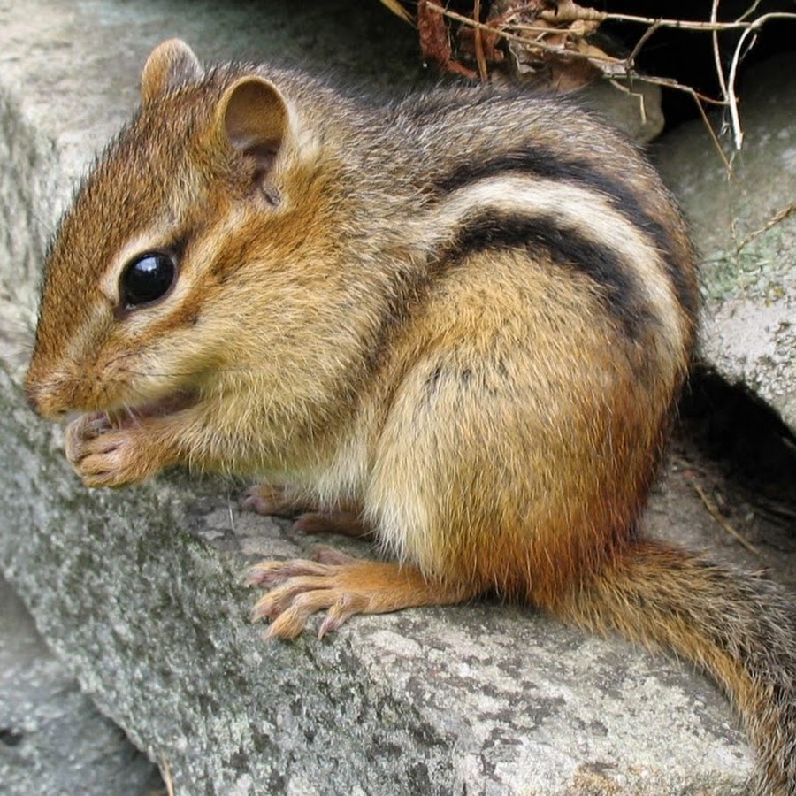 Rabid Chipmunk - YouTube