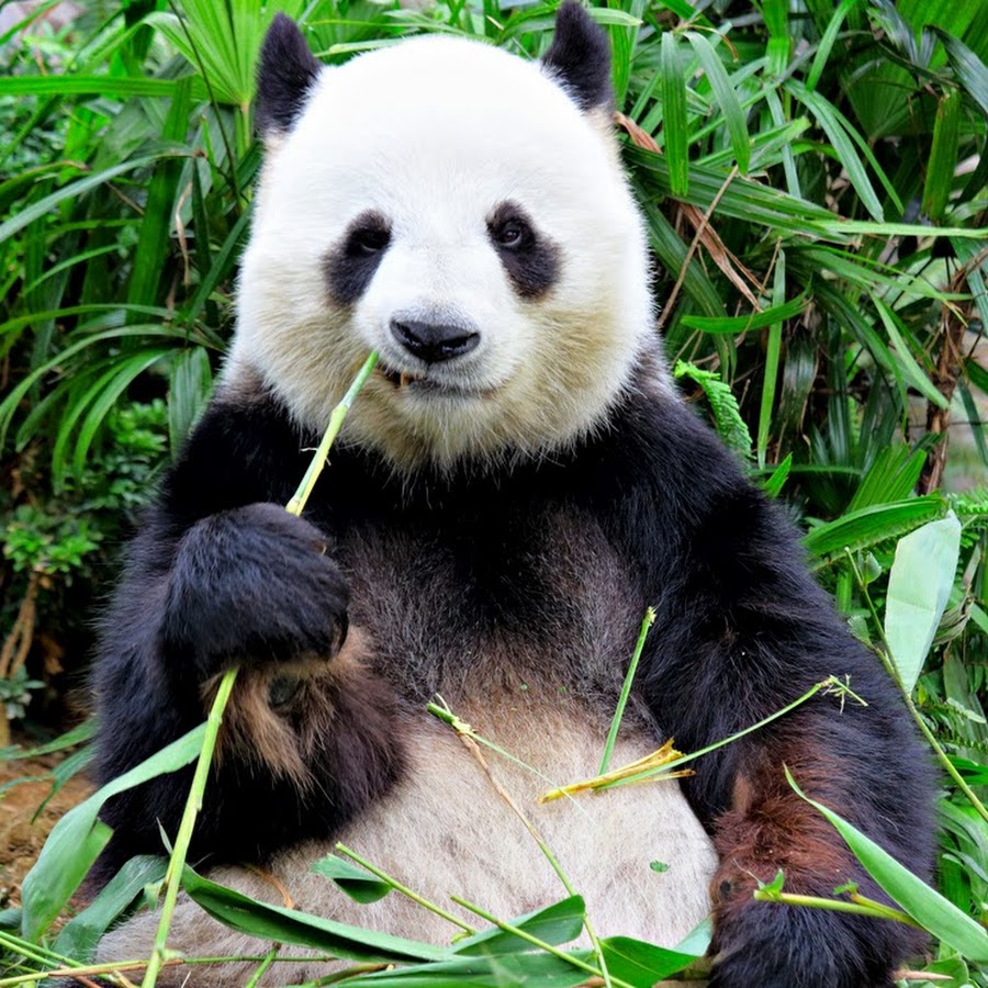 Panda Channel - YouTube