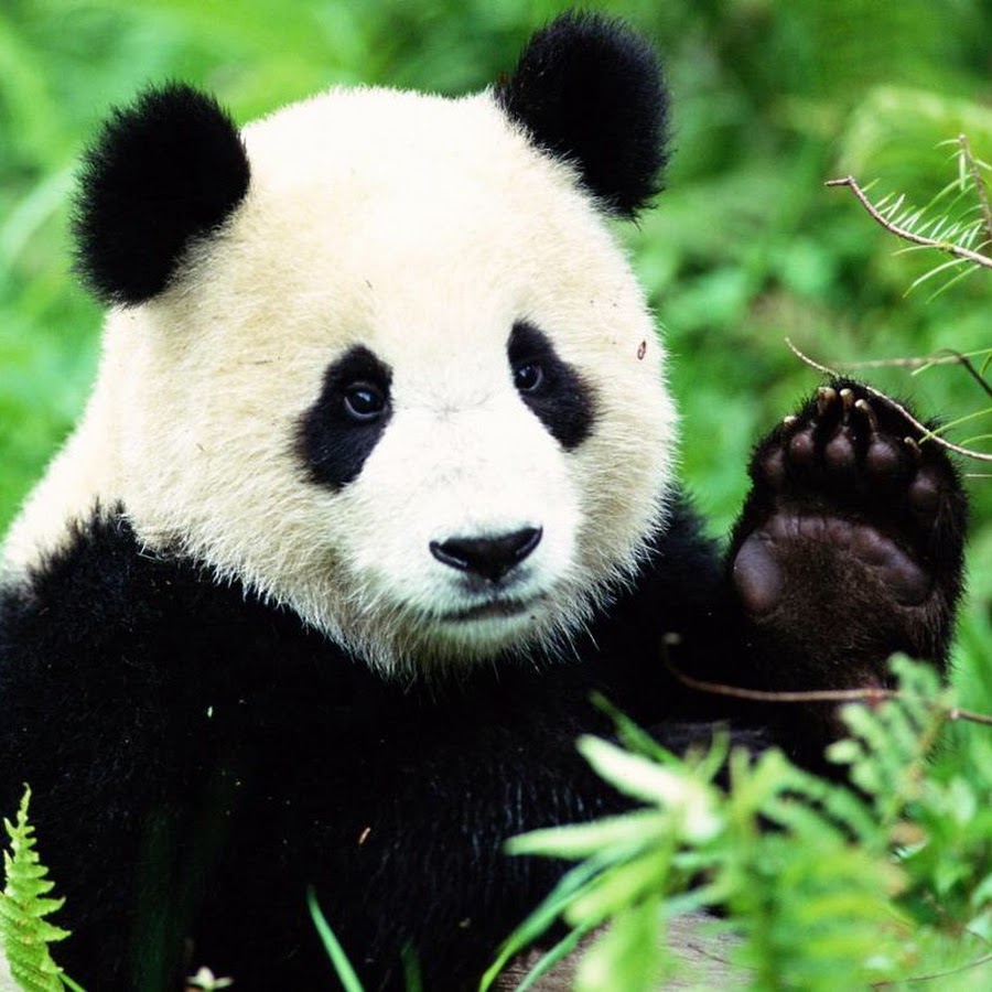 Cringe Panda - YouTube