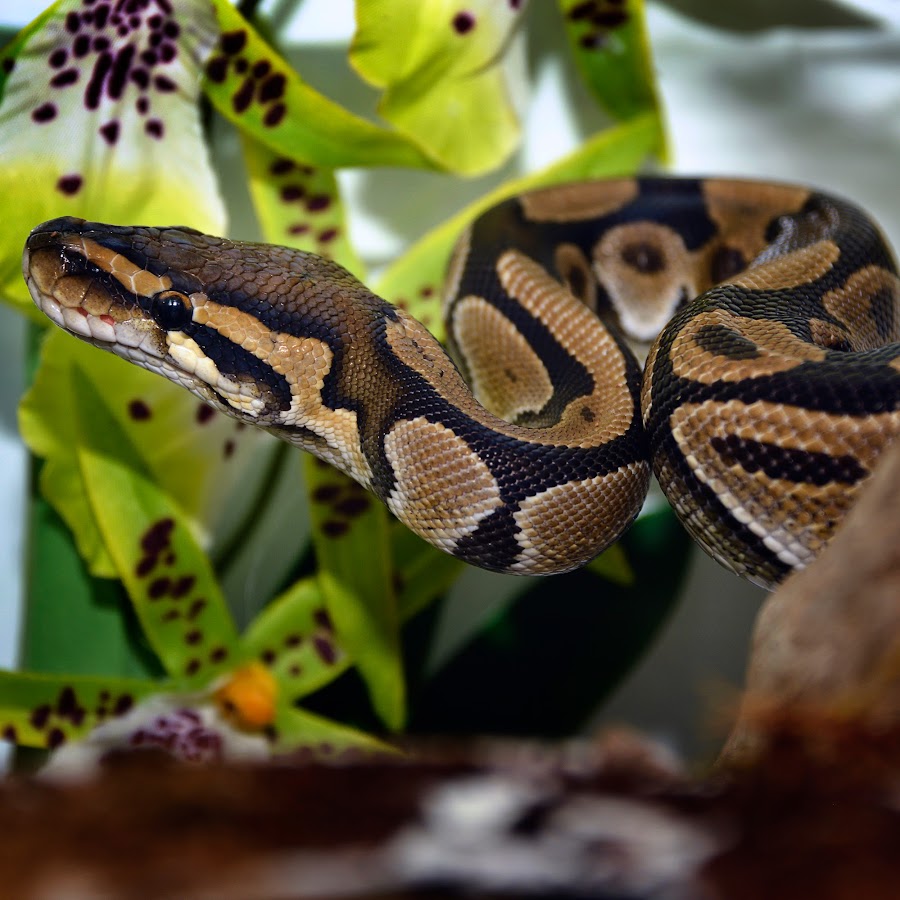 Ectotherme Reptilia - YouTube