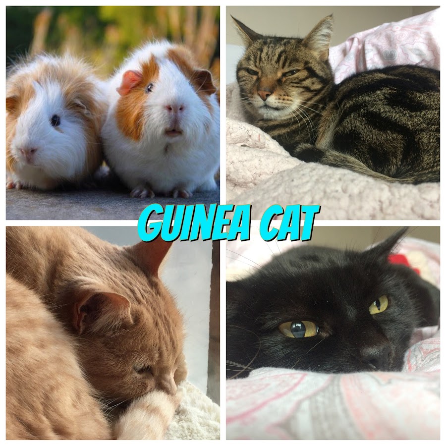 Guinea Cat - YouTube