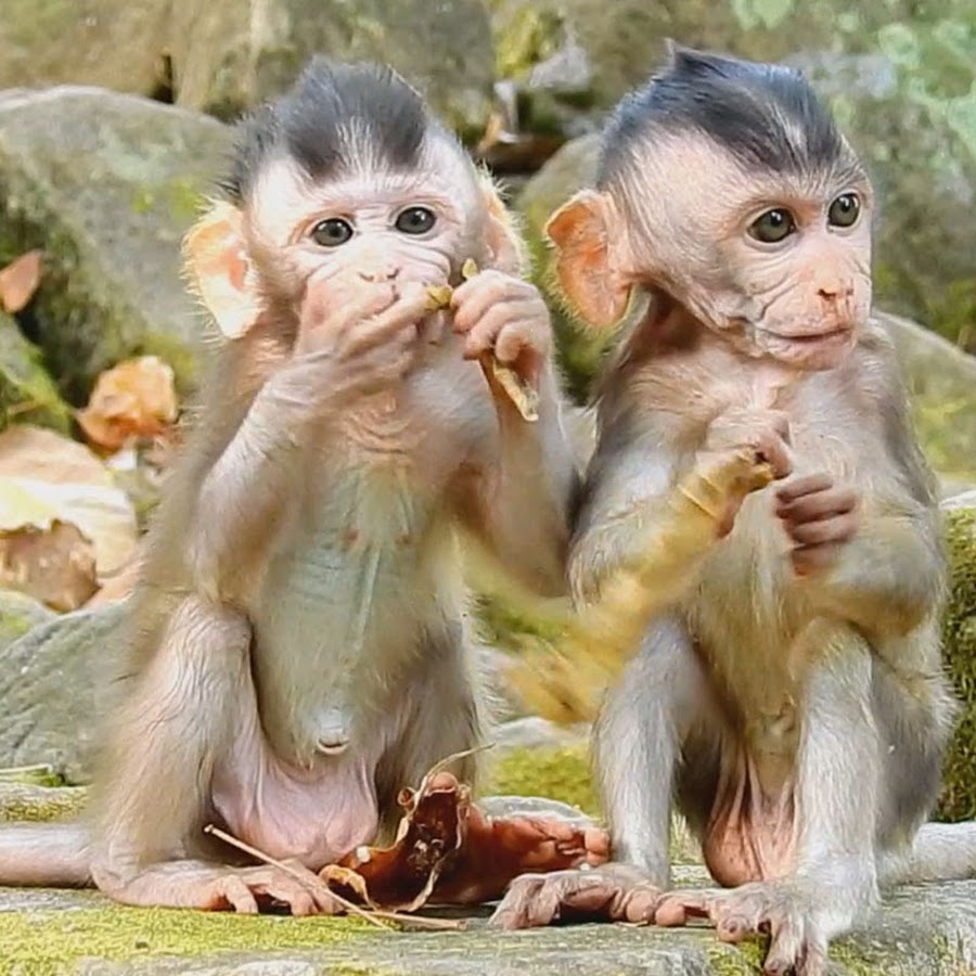 CROSSE MONKEY - YouTube