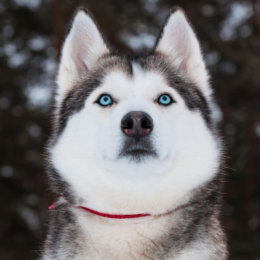 Huskii - YouTube