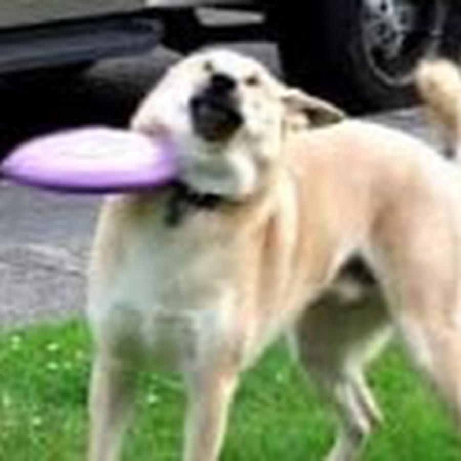 Dog Hit By a Frisbee - YouTube