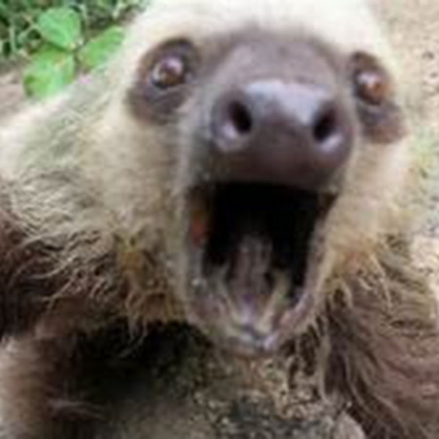 The Sad Sloth - YouTube