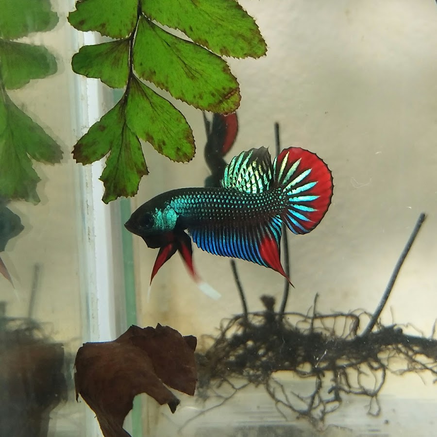 Franks bettas - YouTube