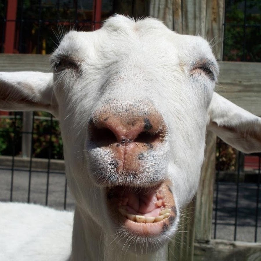 Garth Goat YouTube's Super Goat - YouTube