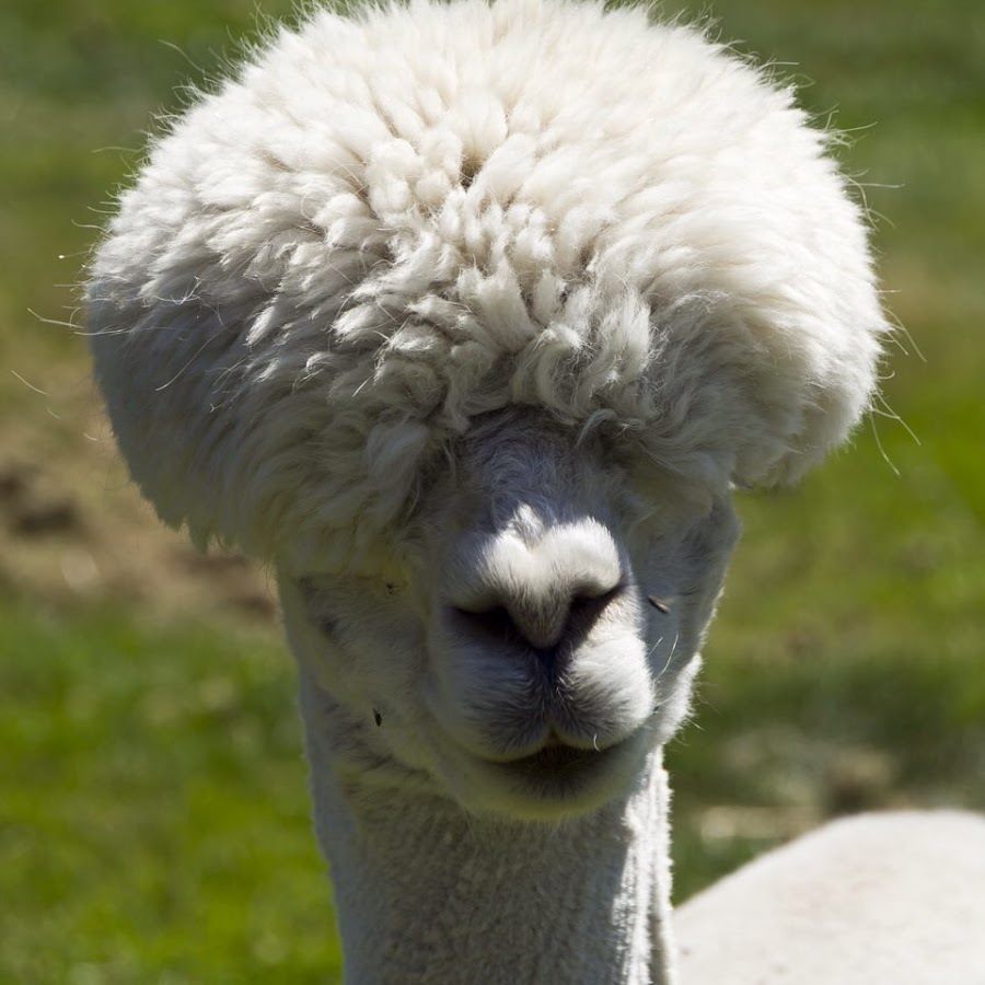 Afro Llama - YouTube