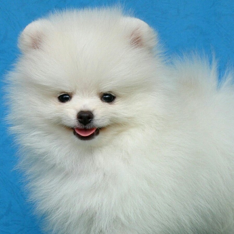 dogi gamer - YouTube