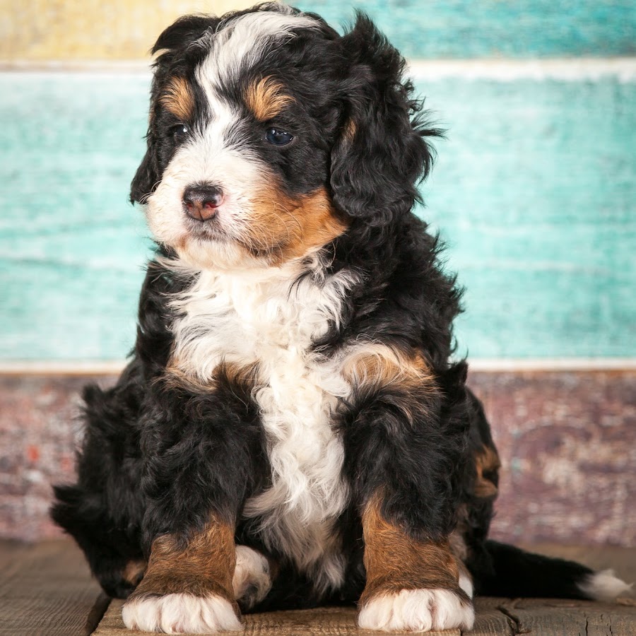 Gentle Giant Bernedoodles - YouTube