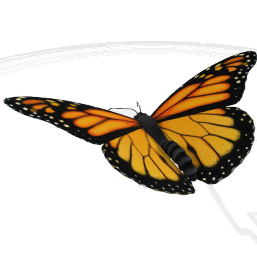 MS Butterfly - YouTube