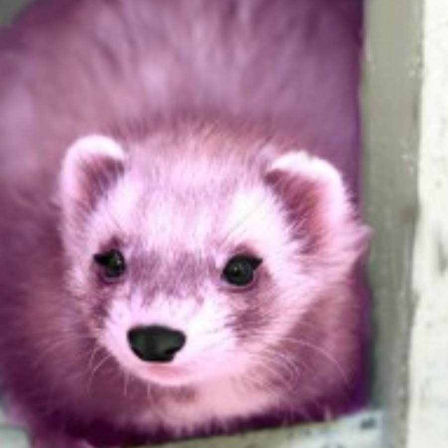 The Purple Ferret Queen - YouTube