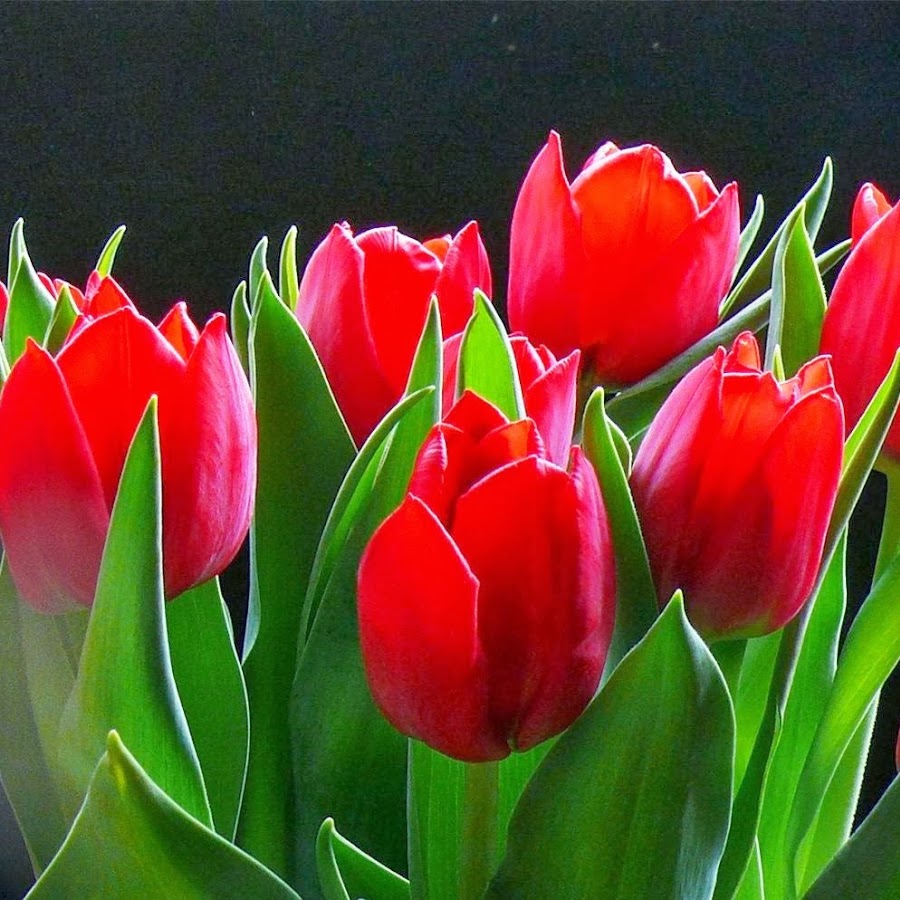 xelovnuri yvavilebi - YouTube