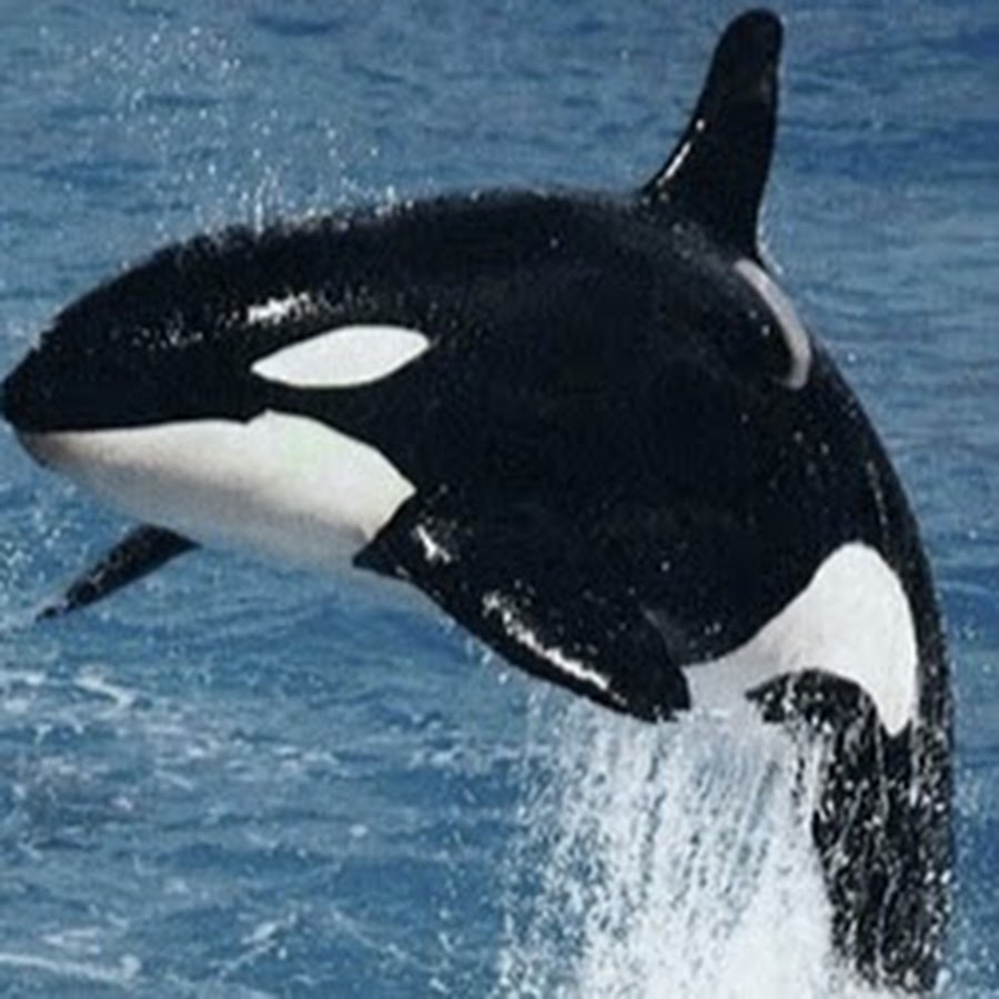 Flying Orca - YouTube