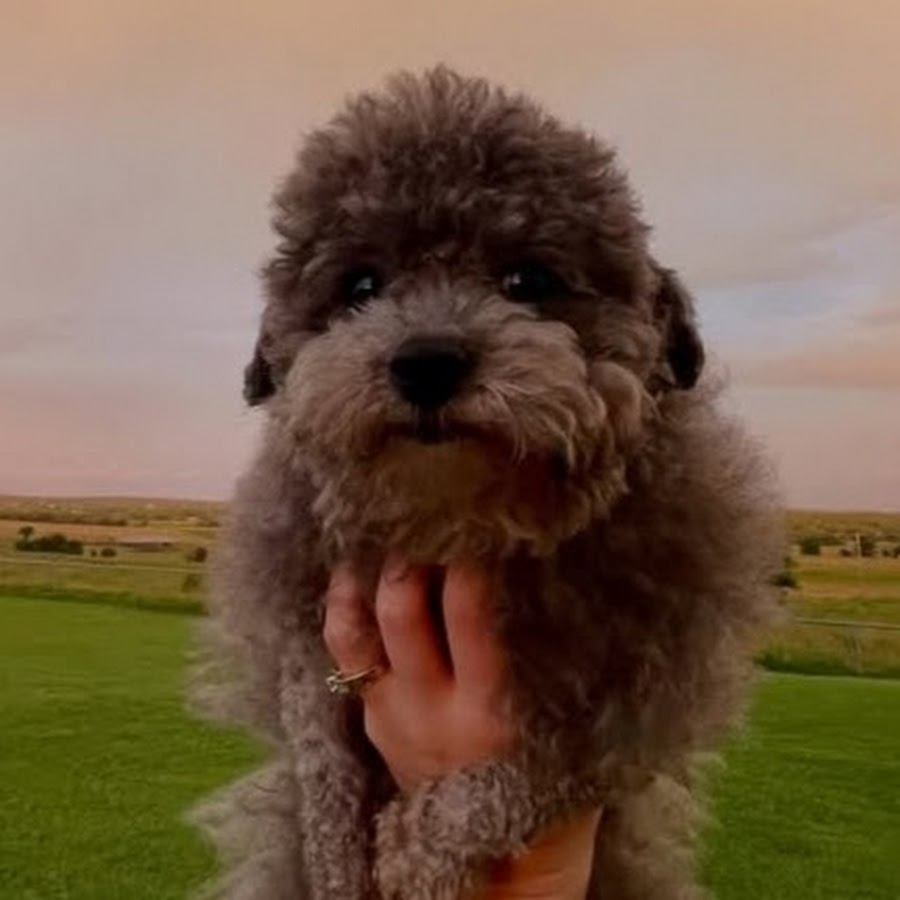 SmolBacon * - YouTube