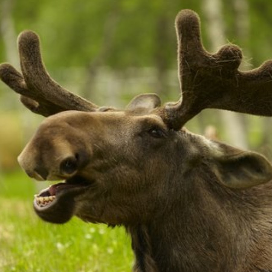 Mad Moose Media - YouTube