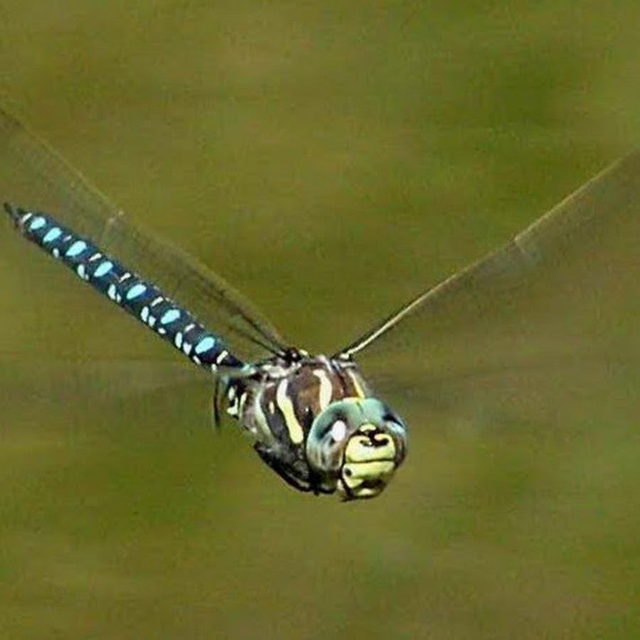 Odonata Official - YouTube