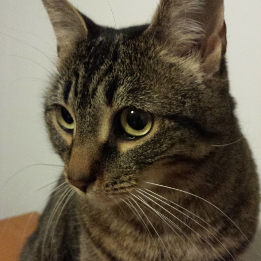 Bella The Cat - YouTube