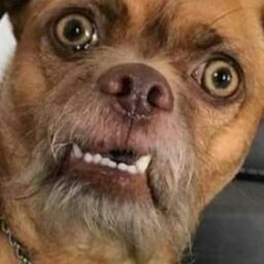 CrackheadDog Doggymethstyle - YouTube