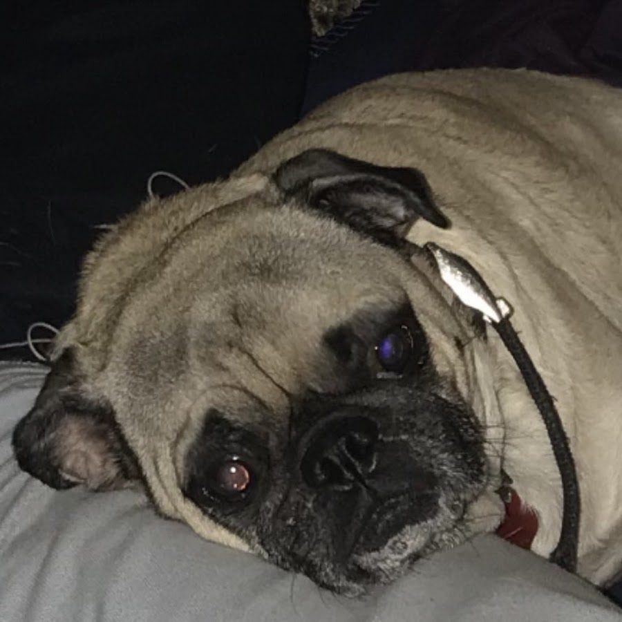 Pug Gaming - YouTube