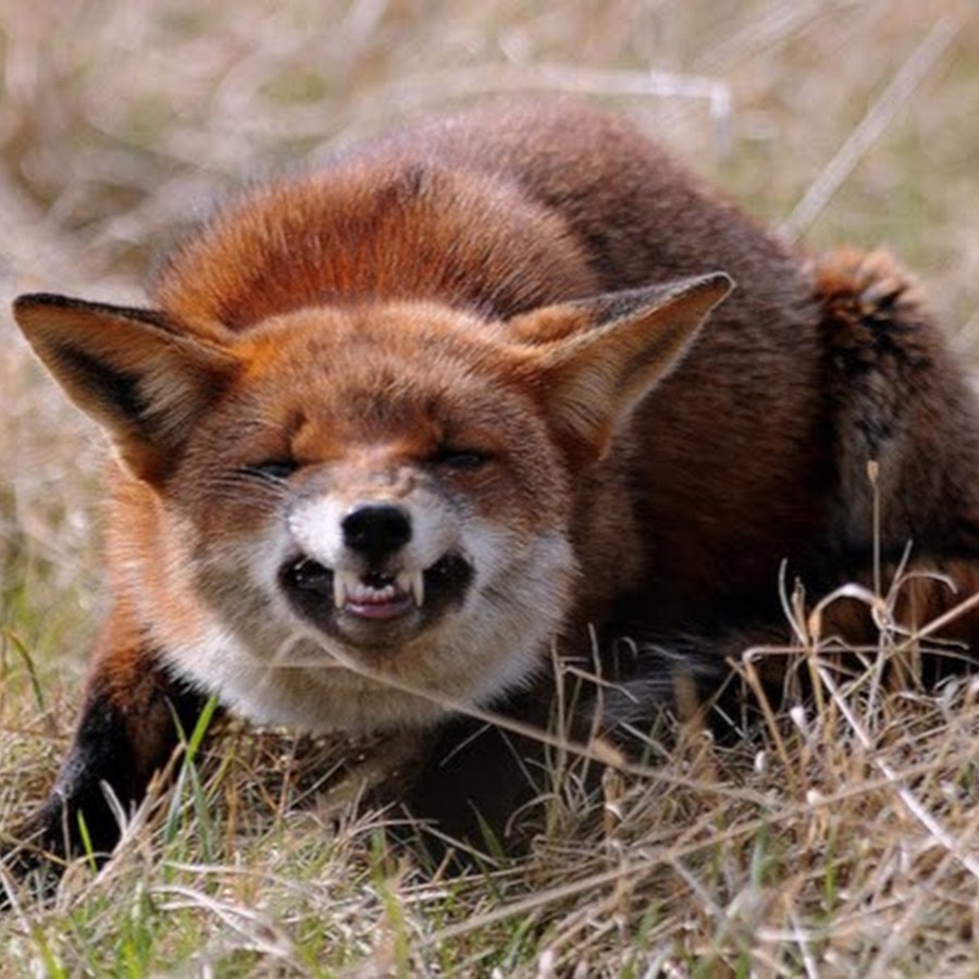 The Big Bad Fox - YouTube