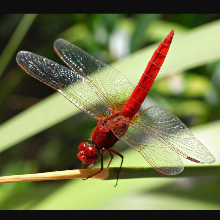 토종벌고추잠자리 - YouTube