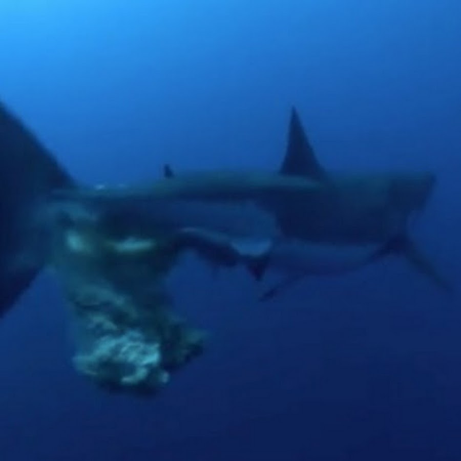 Shark Poop - YouTube