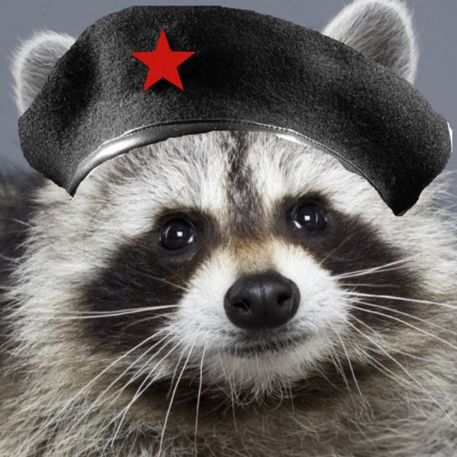 Soviet raccoon - YouTube