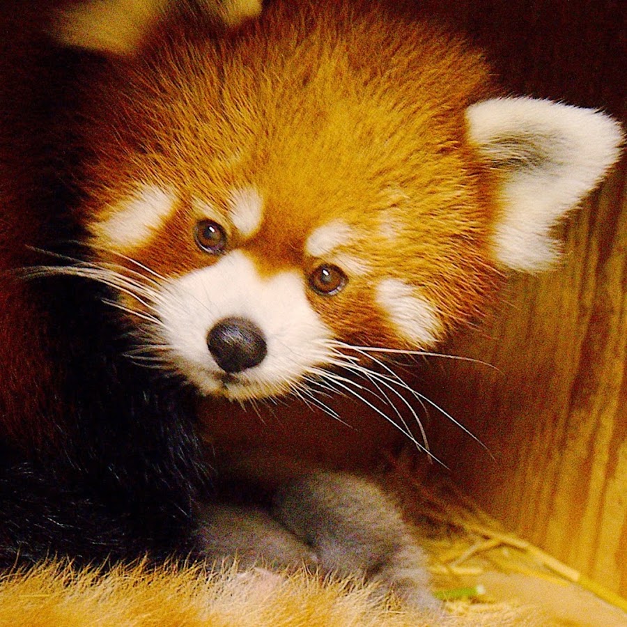 Red River Zoo YouTube