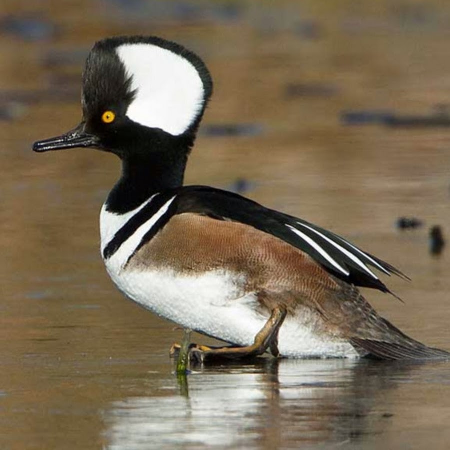 Birdzilla.com - YouTube