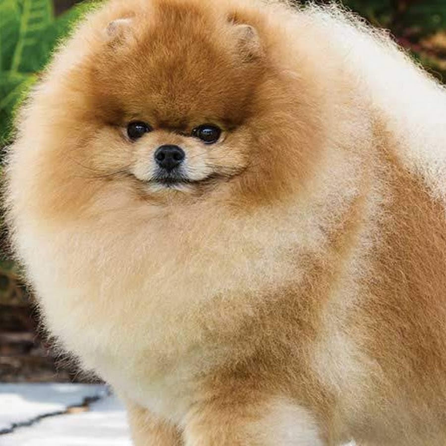 Fat Dog YouTube
