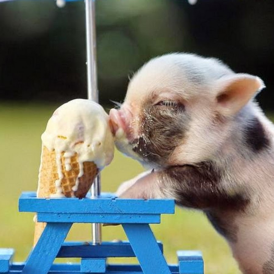 Piper Rocks - YouTube