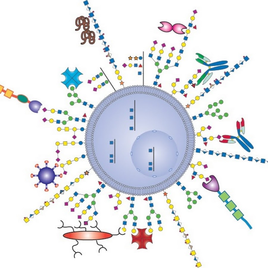 National Center for Functional Glycomics NCFG - YouTube