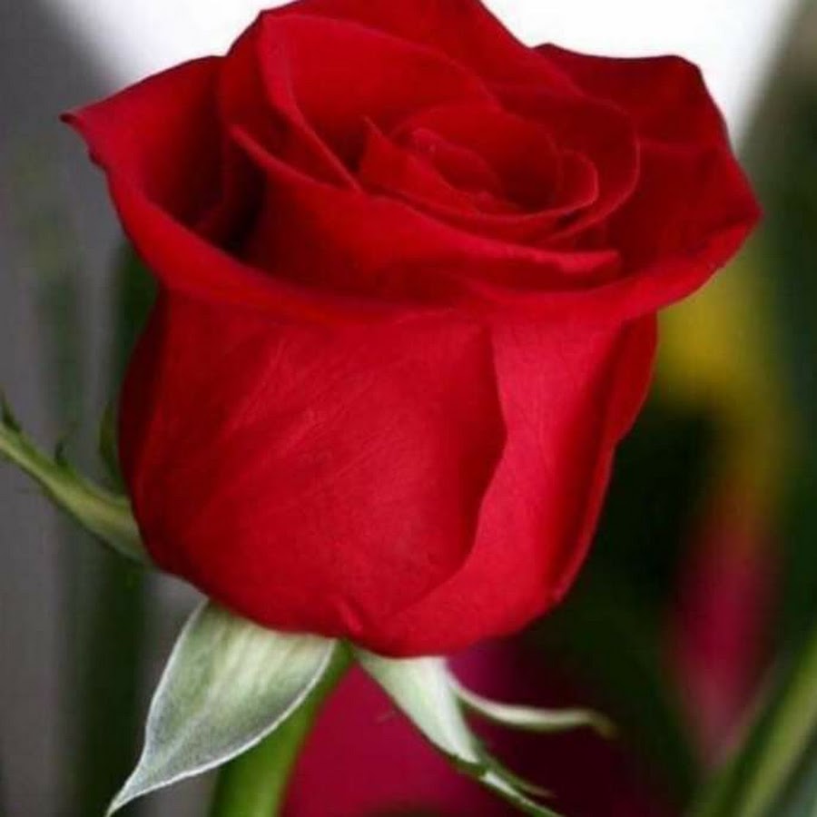 raluca calin - YouTube