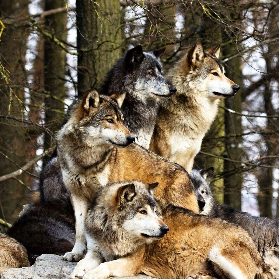 Wolf Pack YouTube