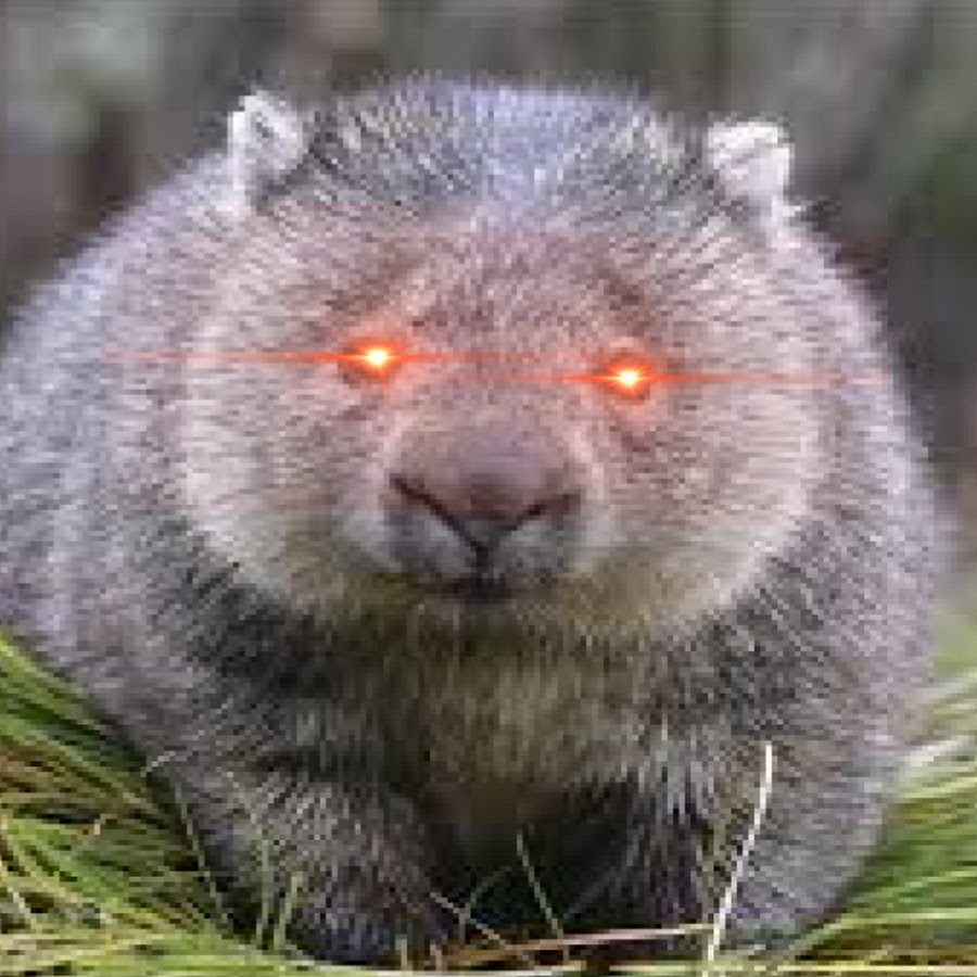 CombatWombat - YouTube