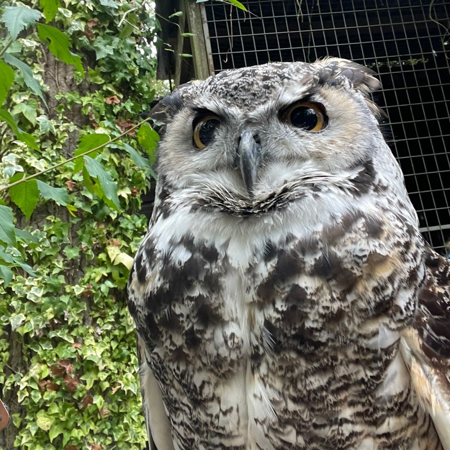 Caliver Books - YouTube