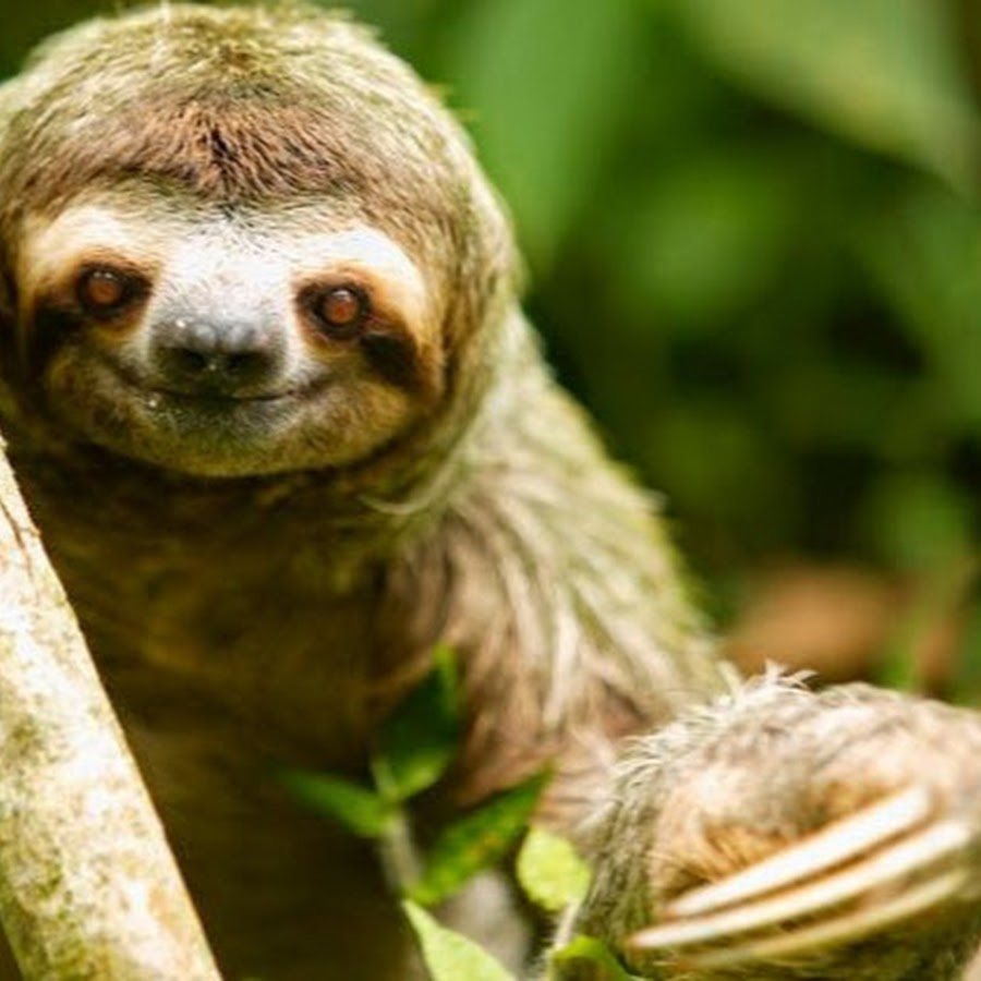 Sloth - YouTube
