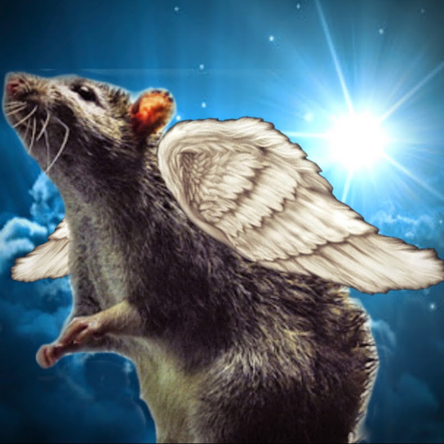 Winged Rats - YouTube