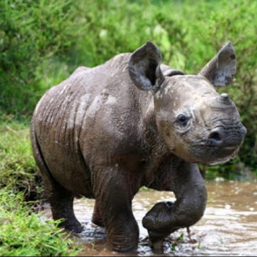 Rhino Armor - YouTube