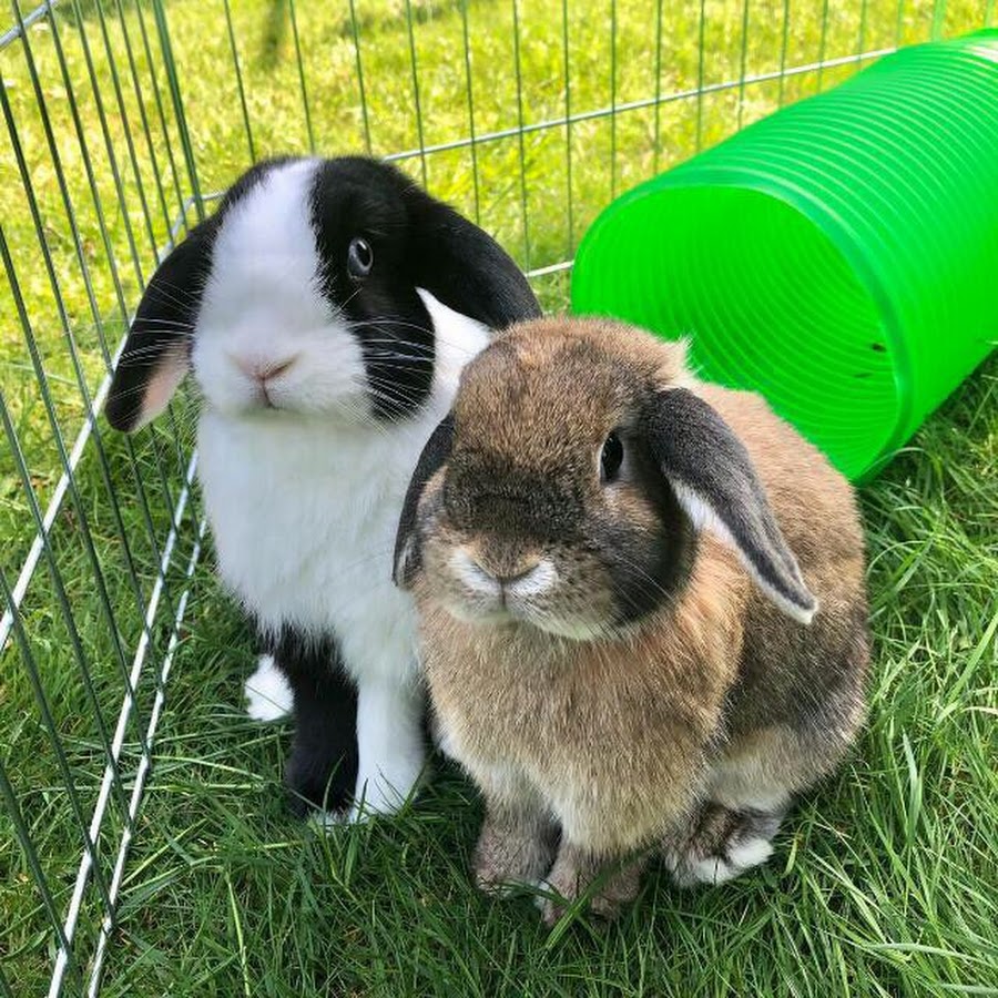 Mini Lop Life - YouTube