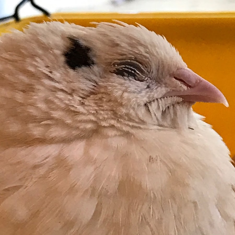 Round Birb - YouTube