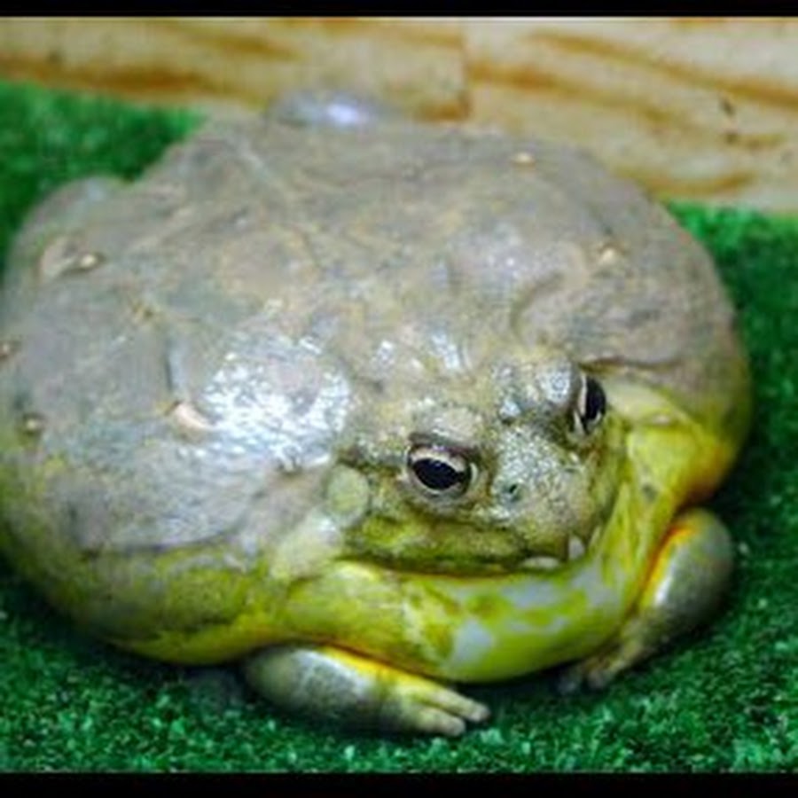 Absolutely Normal Frog - YouTube