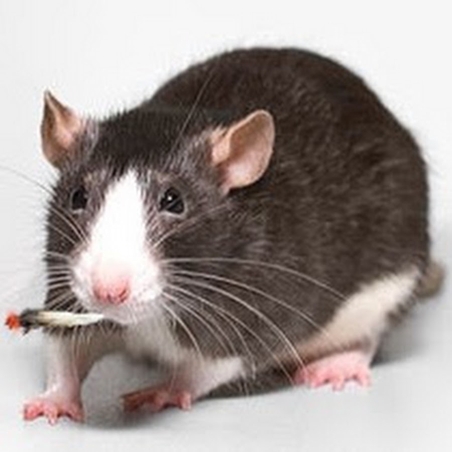 Mr. Rat - YouTube