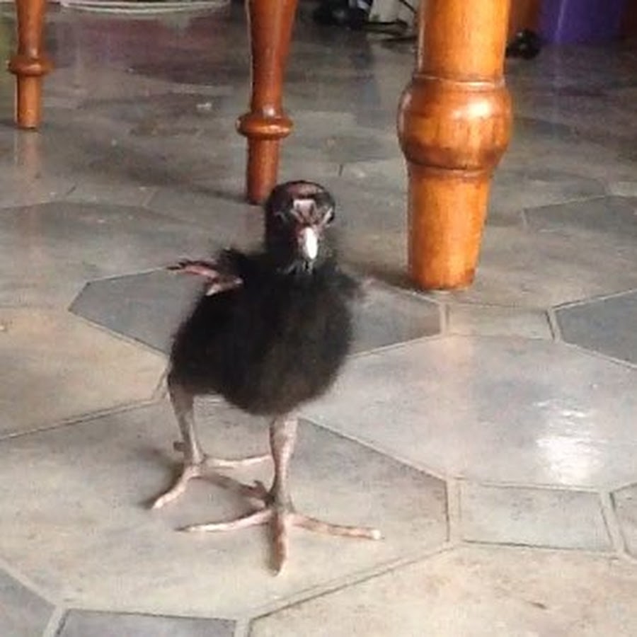 Pukeko Pukeko - YouTube